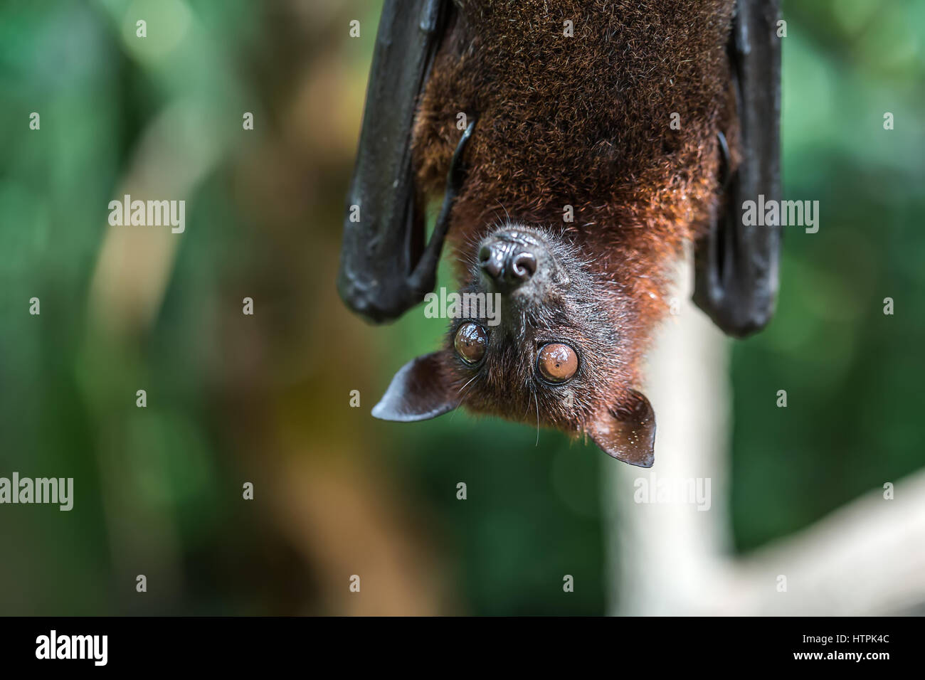 Cute flying fox is hanging upside down on the blurry green background ...