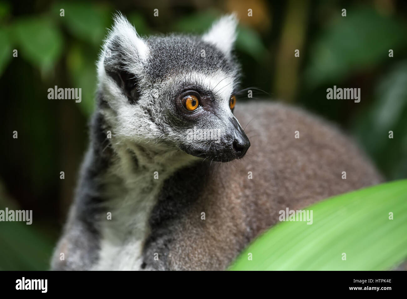 Lemur Meme Relax