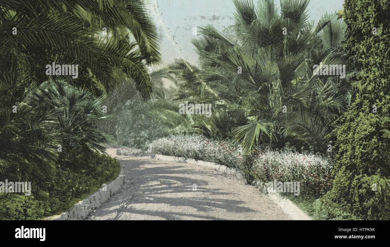 Postcard of a tree-lined road in Palm Knoll, Redlands, California, 1903 ...