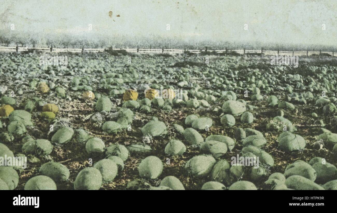 Melon field hi-res stock photography and images - Alamy