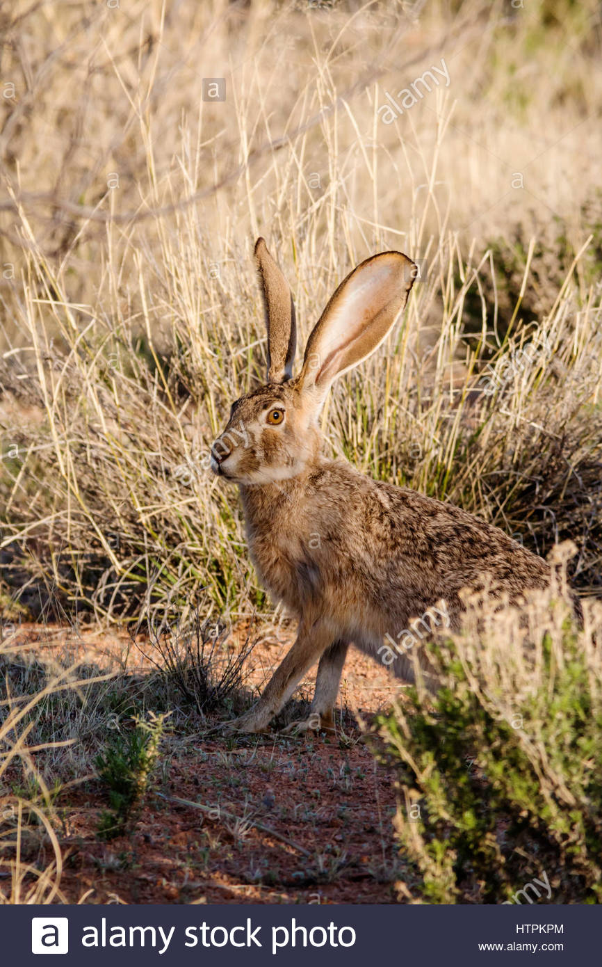 Black Tailed Jack Rabbit High Resolution Stock Photography and Images ...