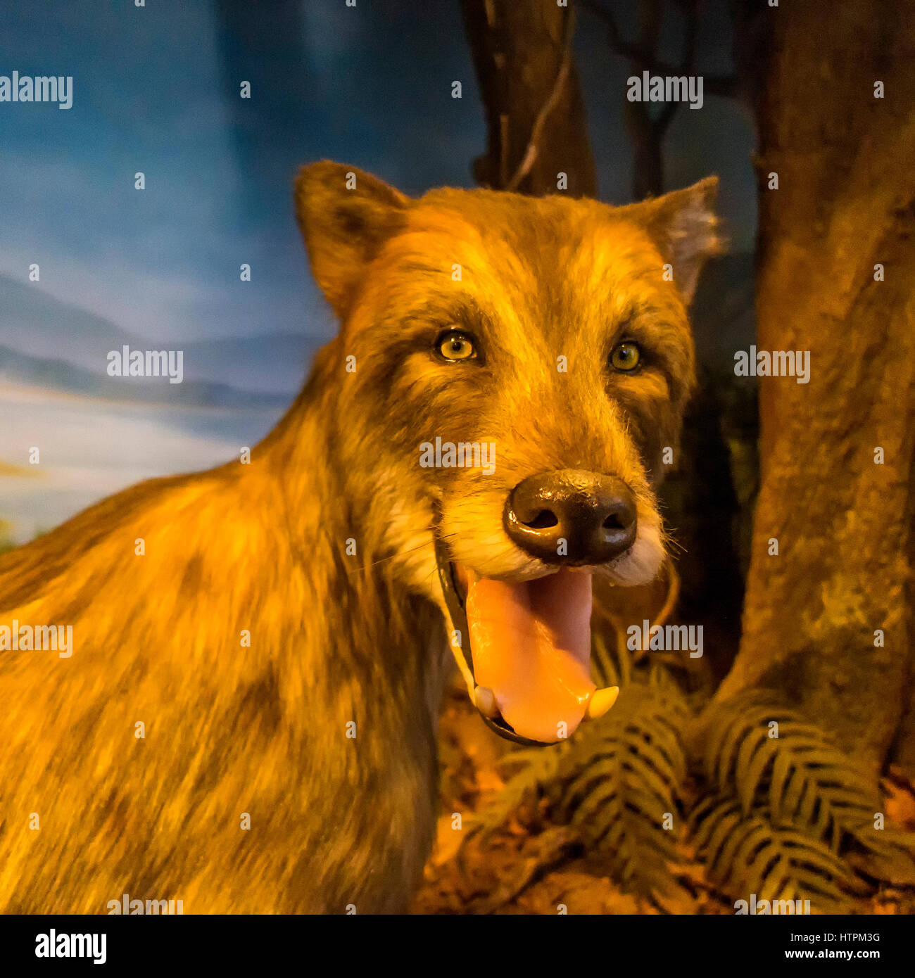 Paleocene Eocene High Resolution Stock Photography and Images - Alamy