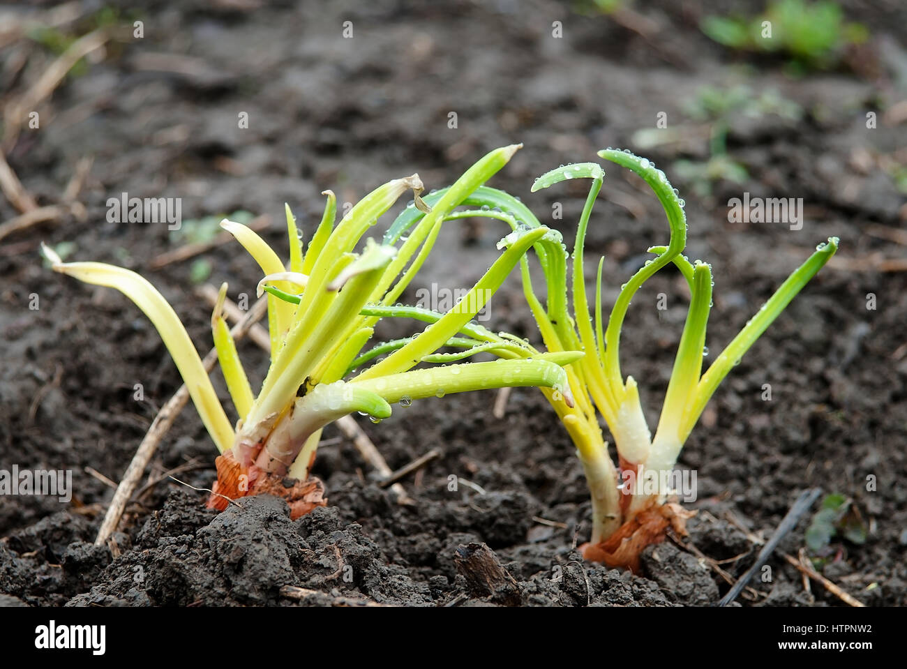 Organically grown foods hi-res stock photography and images - Alamy