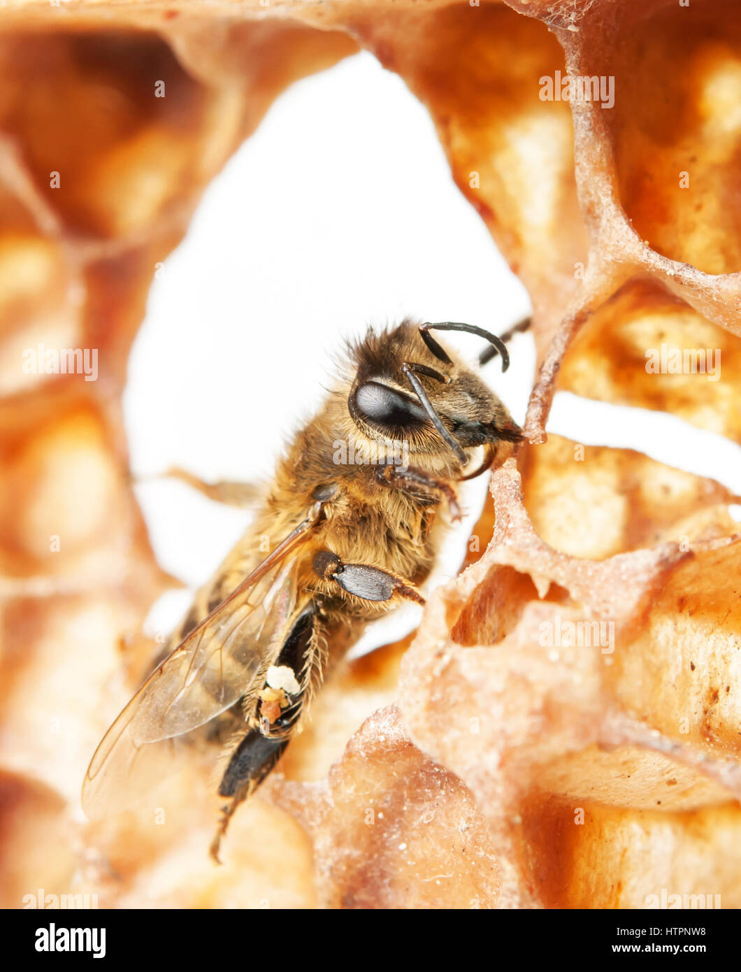 working bee on honeycomb. A close up Stock Photo - Alamy