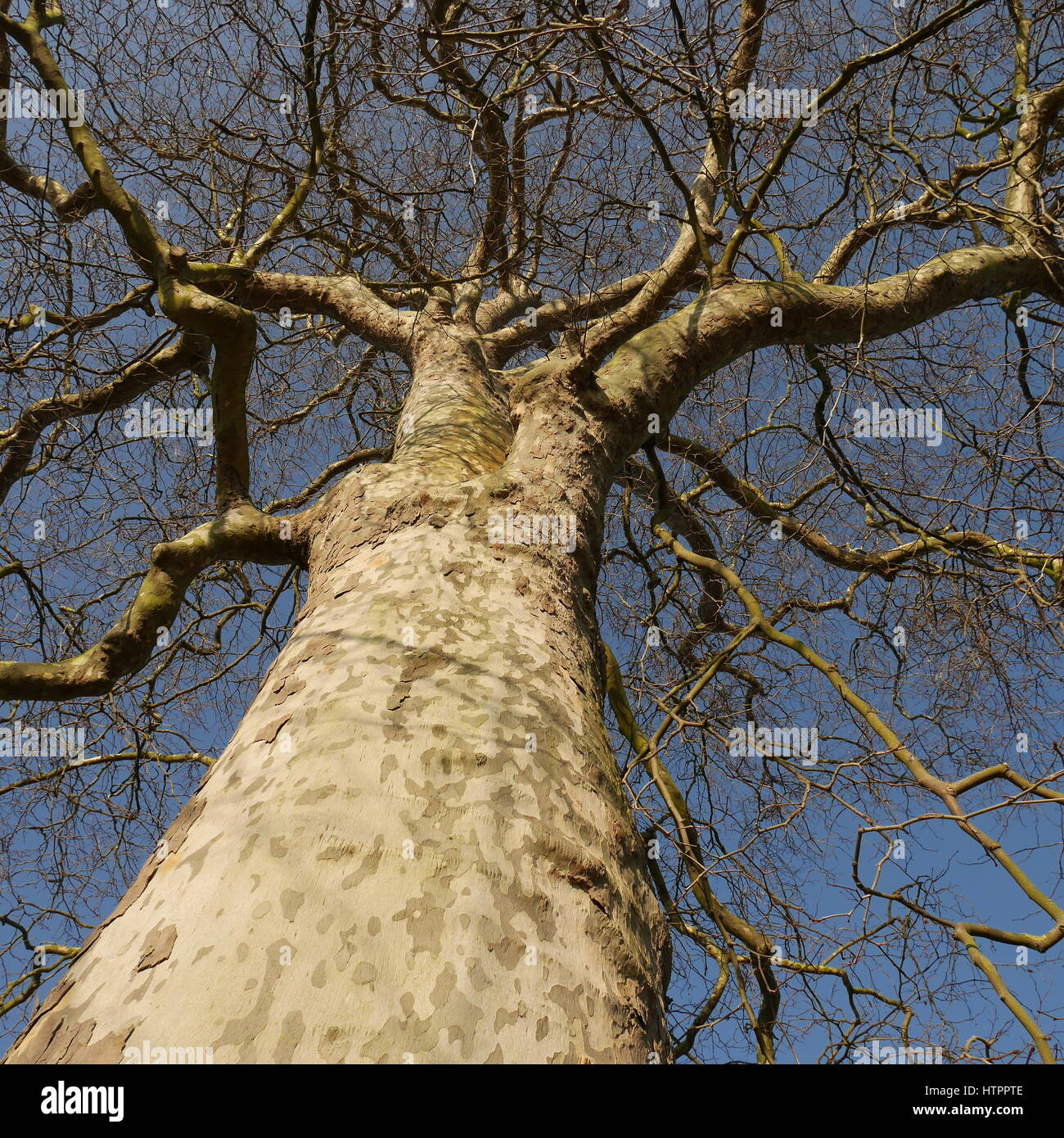 London Plane Tree Stock Photo - Alamy