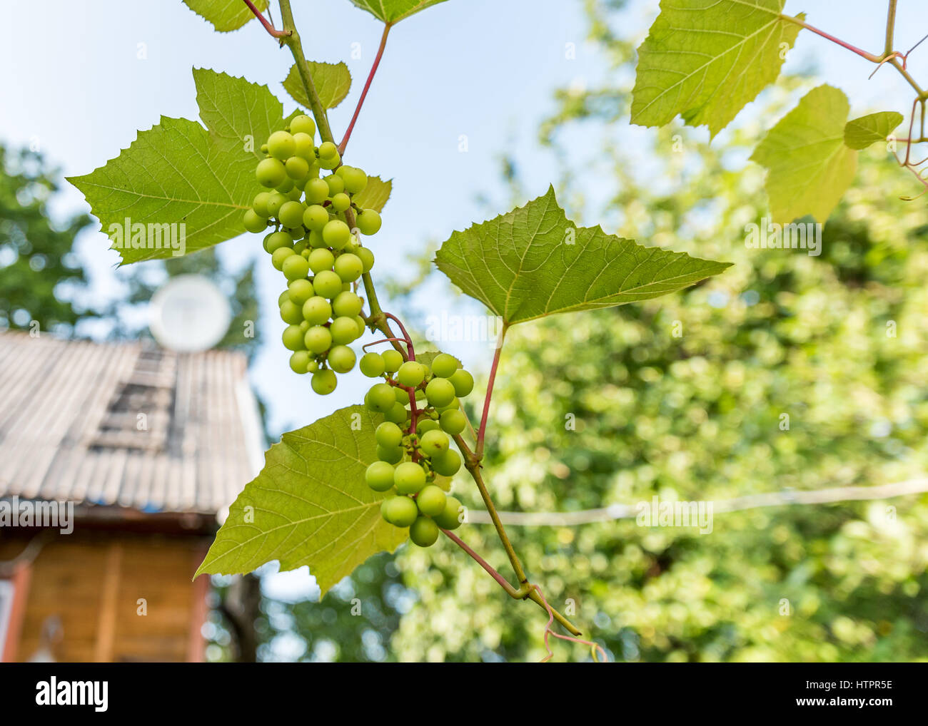 Green grapes and leafs on vine over house roof Stock Photo - Alamy