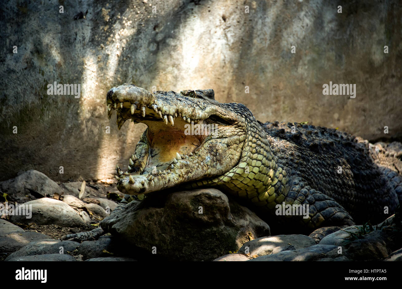 Nile crocodile eyes open hi-res stock photography and images - Alamy