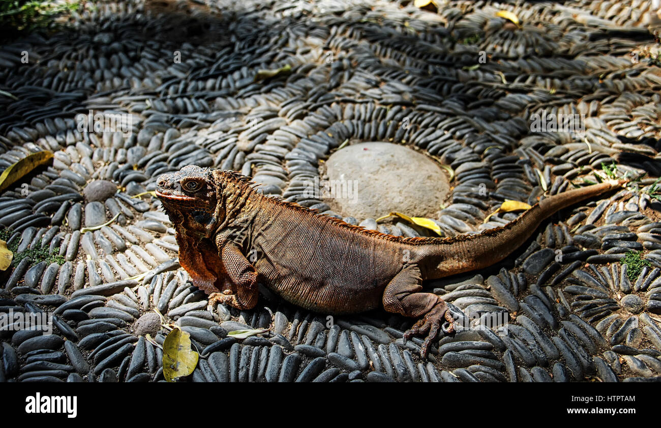 a large lizard stands among the stones Stock Photo - Alamy