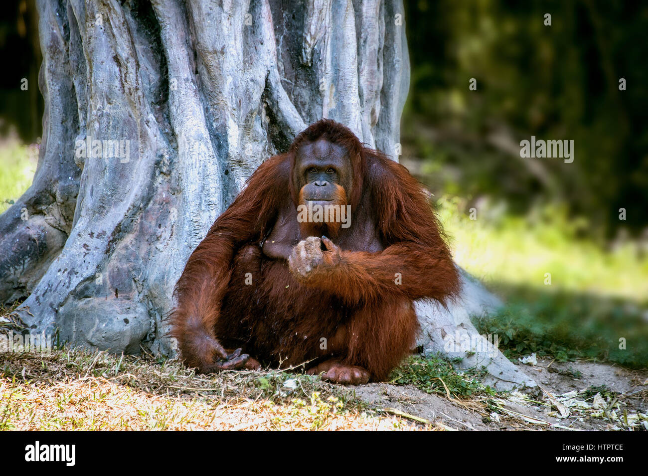 Sitting under a big tree hi-res stock photography and images - Alamy
