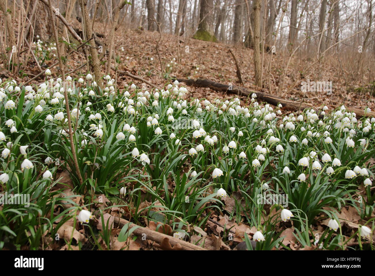 Wild spring snowflakes Stock Photo - Alamy
