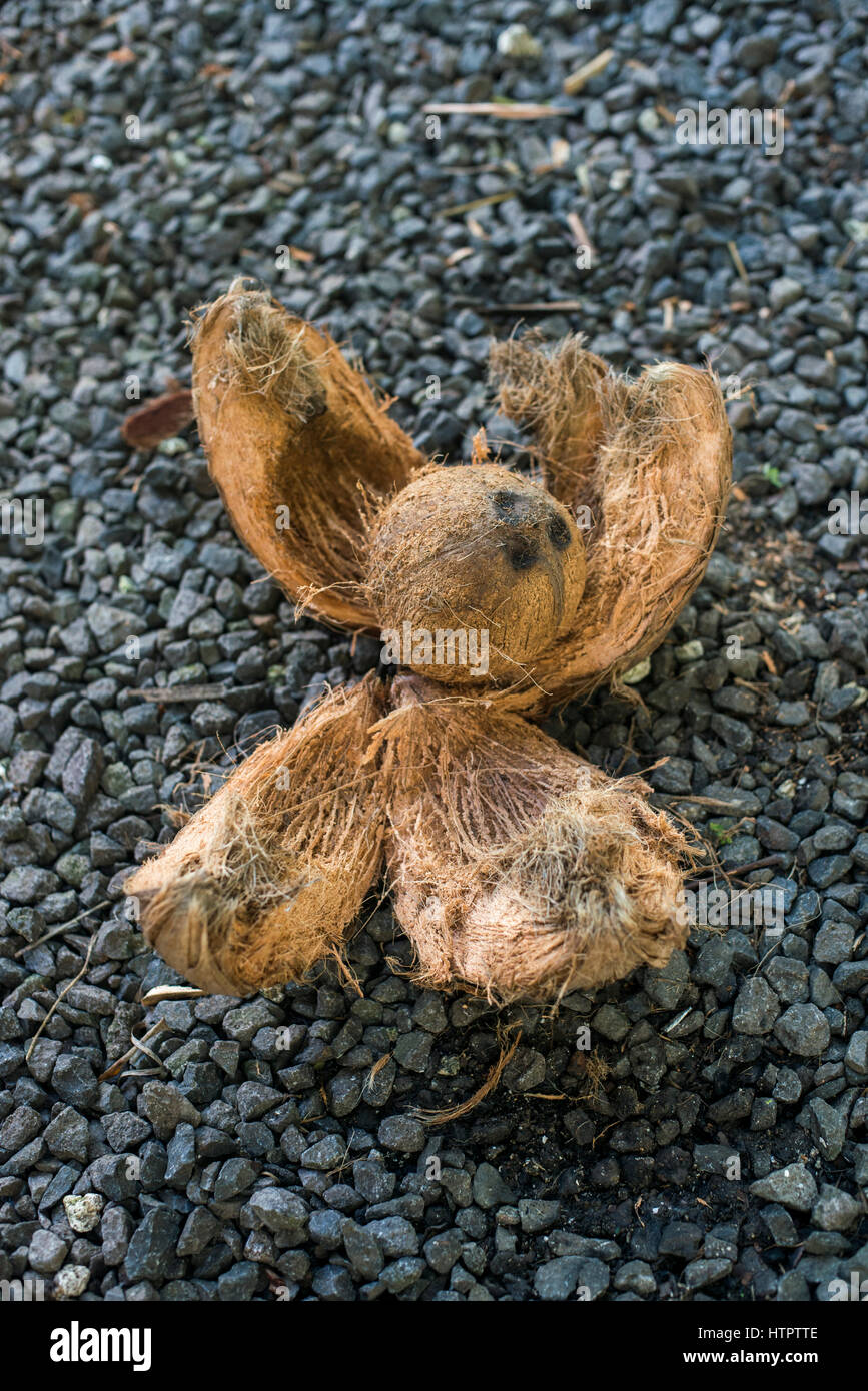 coconut in a husk Stock Photo - Alamy