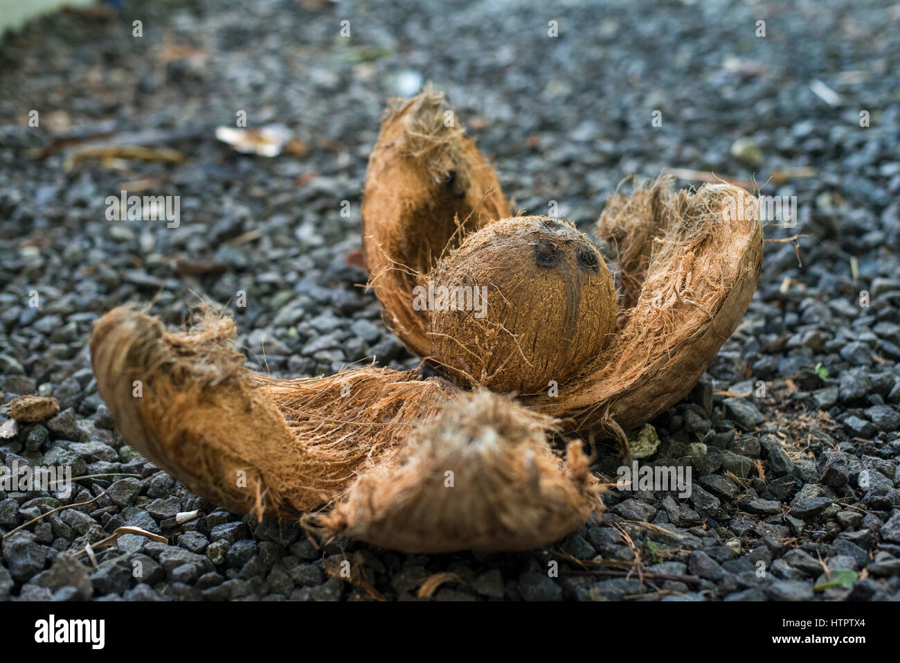 coconut in a husk Stock Photo - Alamy