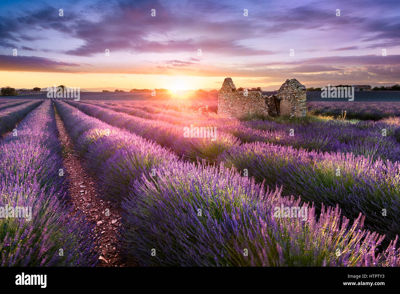 Lavender field in Provence, near Sault, France Stock Photo - Alamy