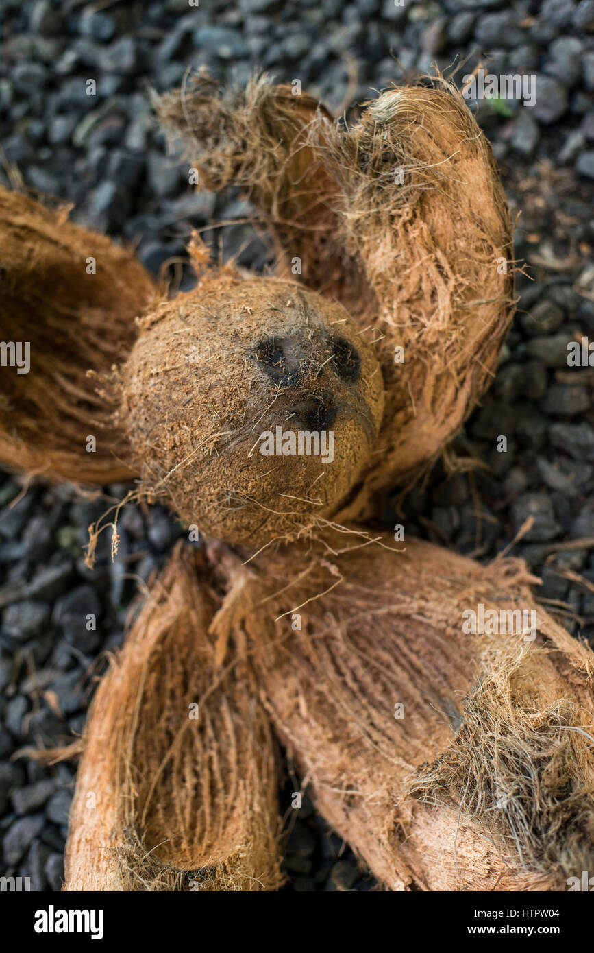 coconut in a husk Stock Photo - Alamy