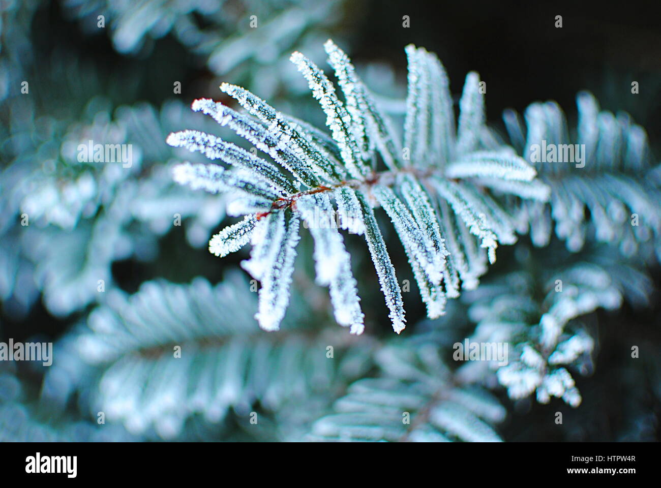 icy green needles Stock Photo - Alamy