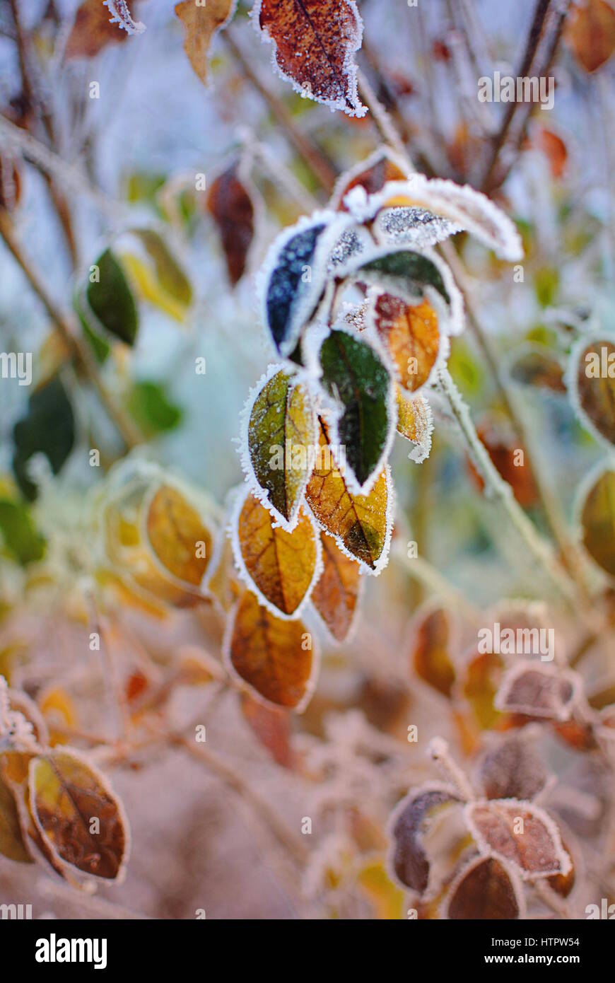 colourful leaves in winter Stock Photo - Alamy