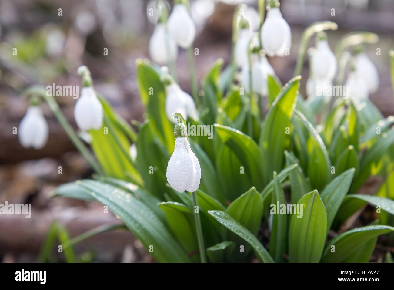 White blooming snowdrop folded galanthus hi-res stock photography and ...