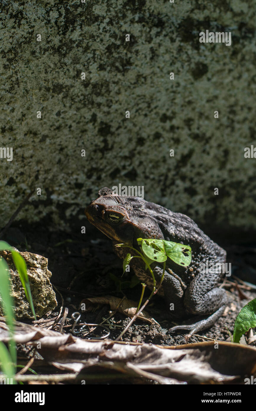 toad hiding in the shade Stock Photo - Alamy