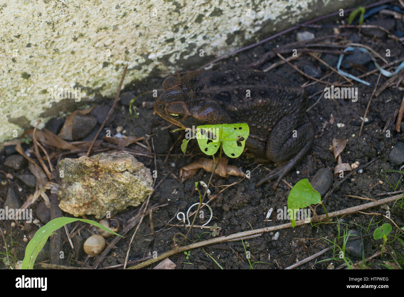 toad hiding in the shade Stock Photo - Alamy