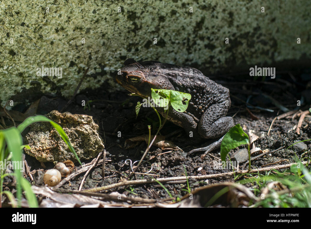 toad hiding in the shade Stock Photo - Alamy