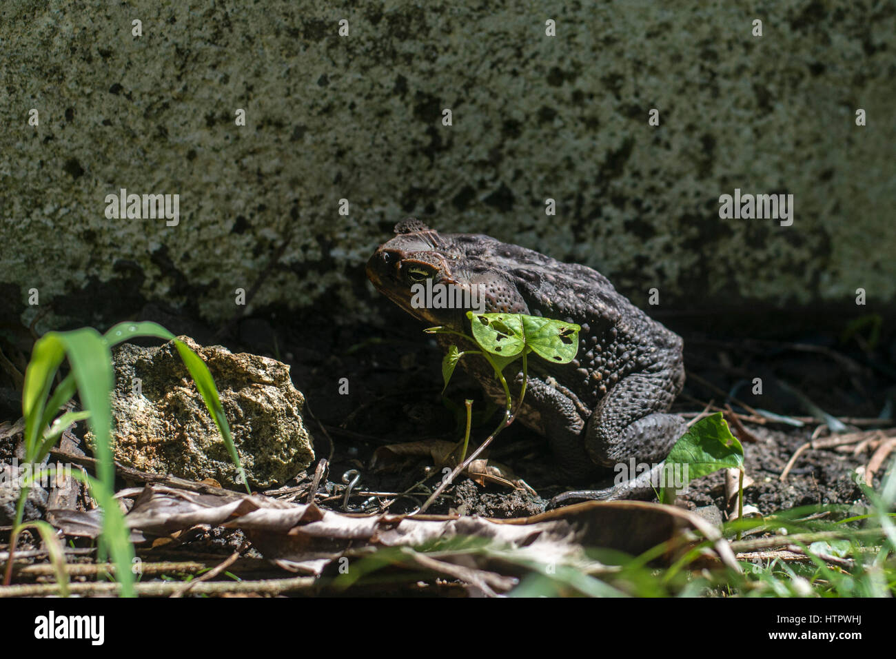Hiding in the shade hi-res stock photography and images - Alamy