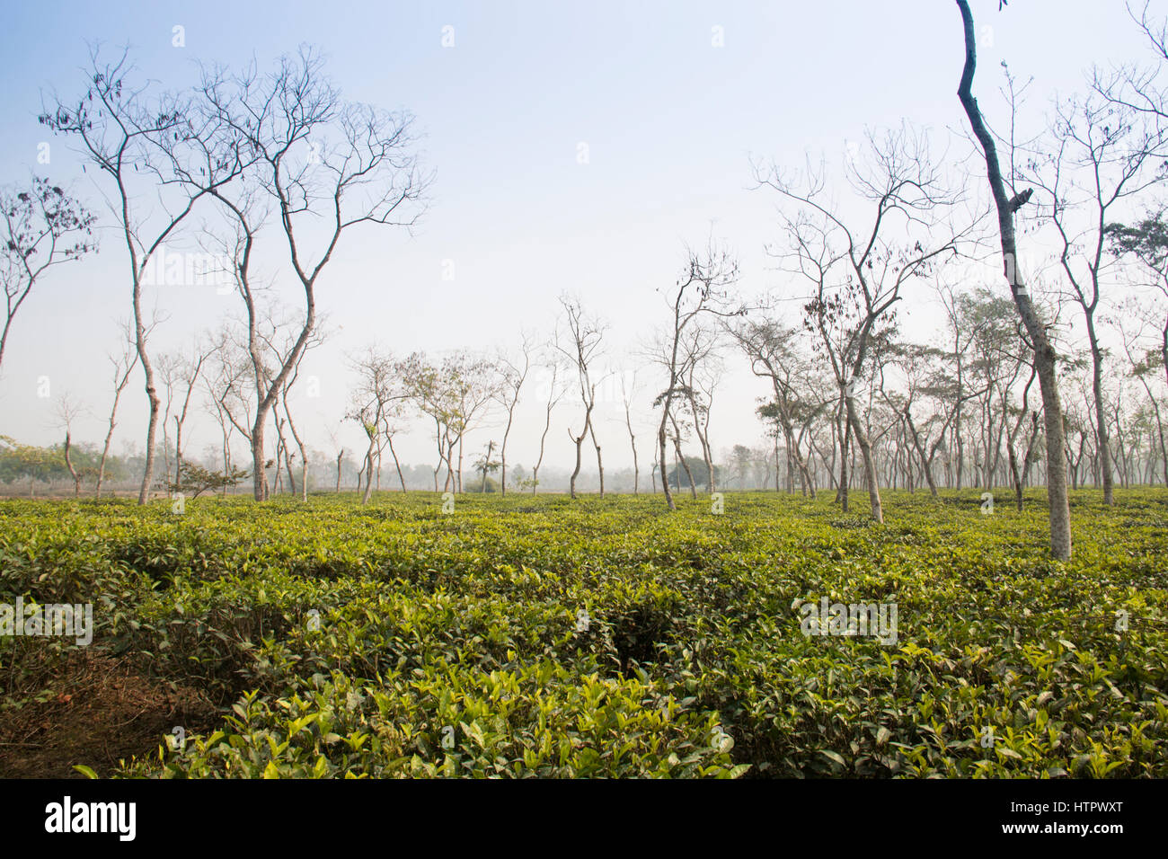 Tea fields in Srimangal in the Sylhet division of Bangladesh Stock ...