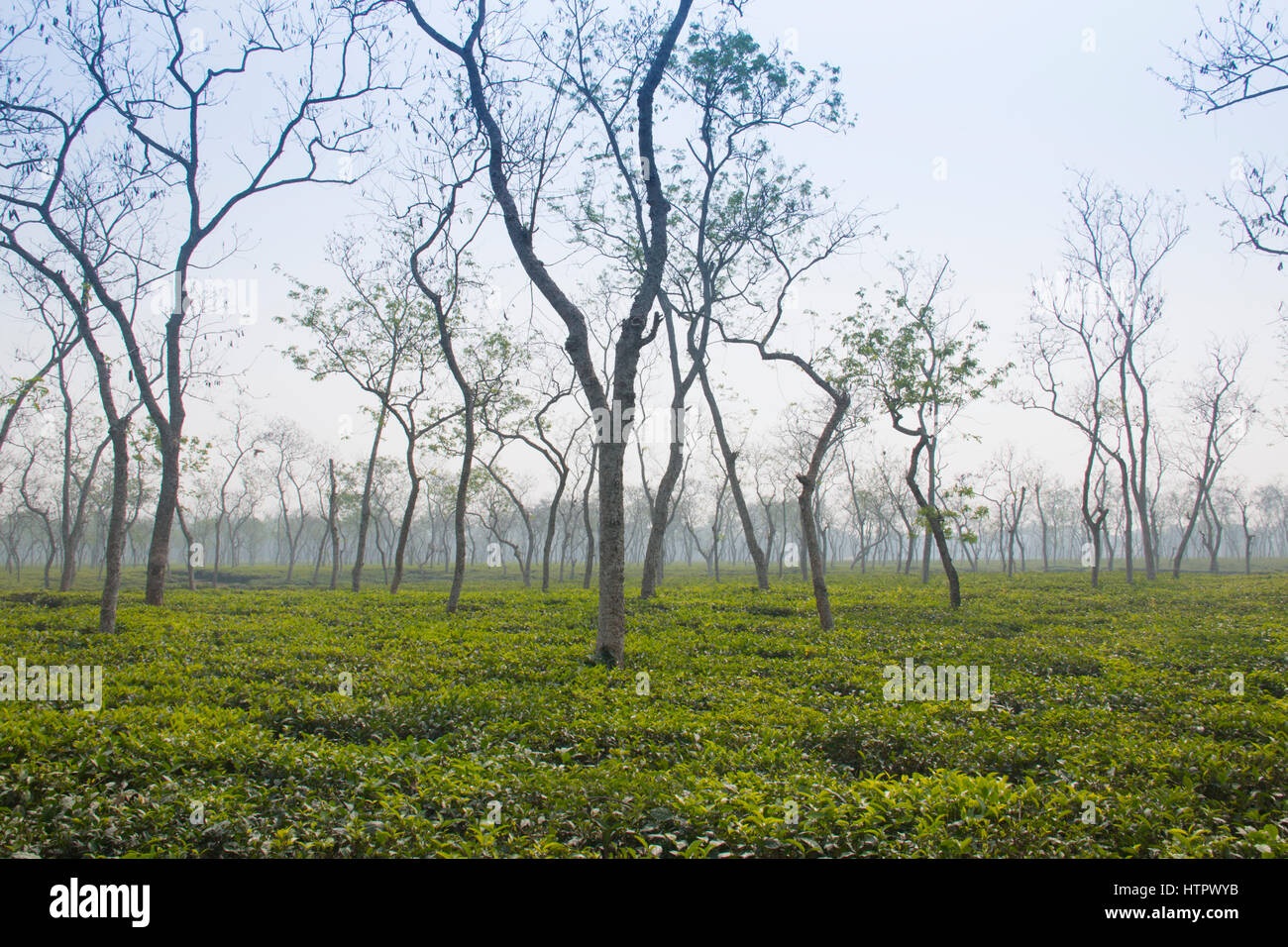 Scenery plants in srimangal bangladesh hi-res stock photography and ...