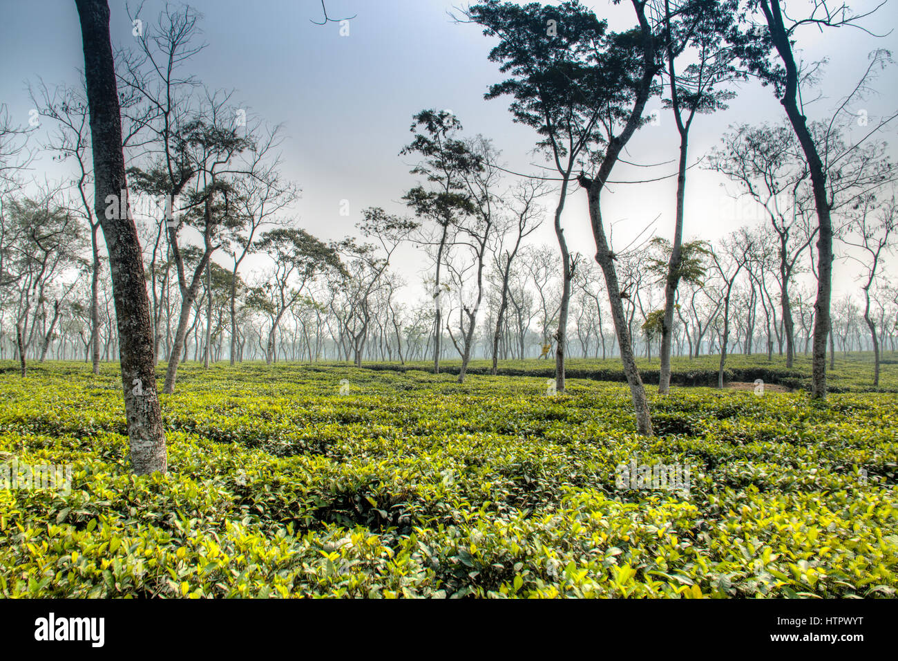 Scenery plants in srimangal bangladesh hi-res stock photography and ...