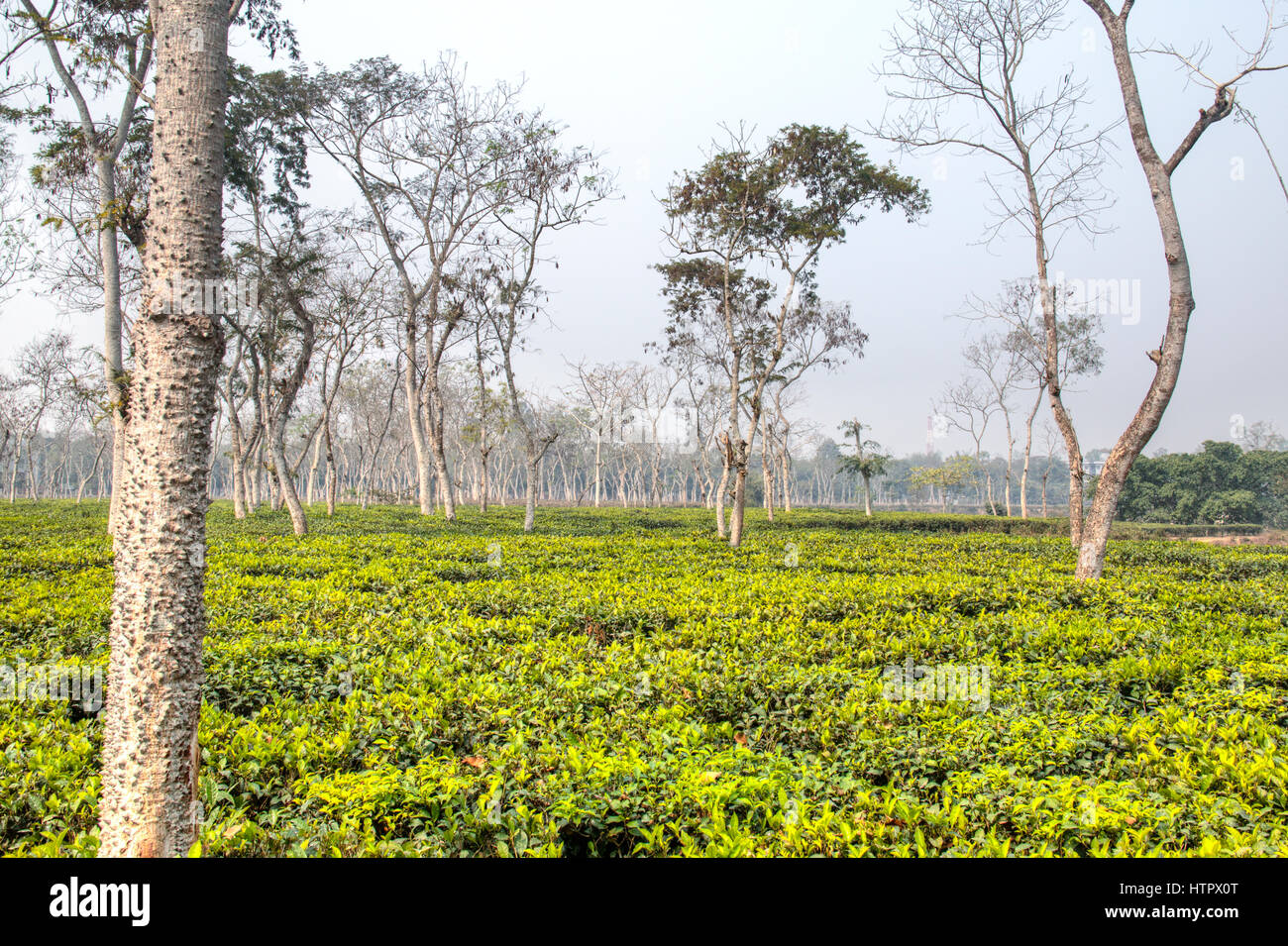 Scenery plants in srimangal bangladesh hi-res stock photography and ...