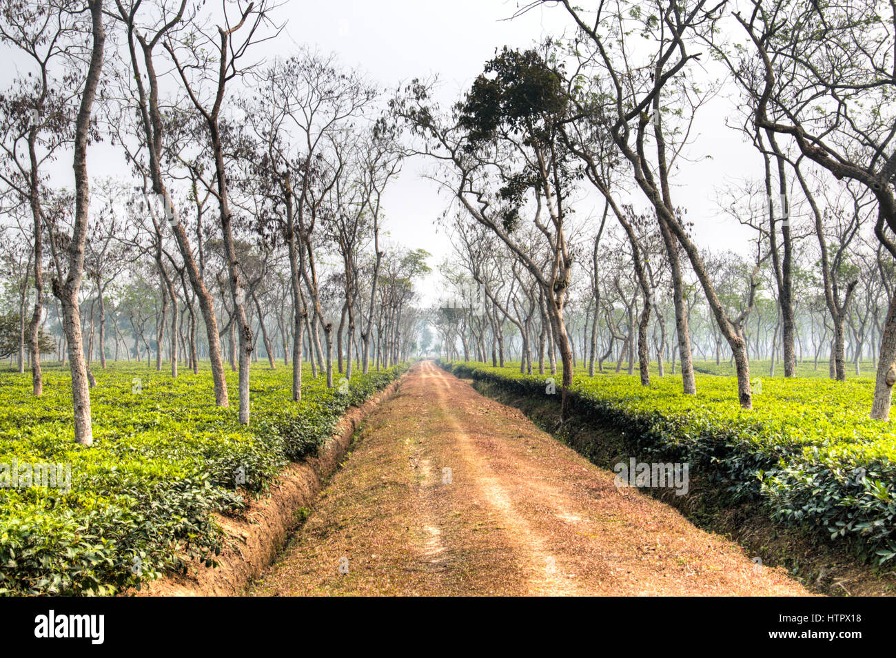 Scenery plants in srimangal bangladesh hi-res stock photography and ...
