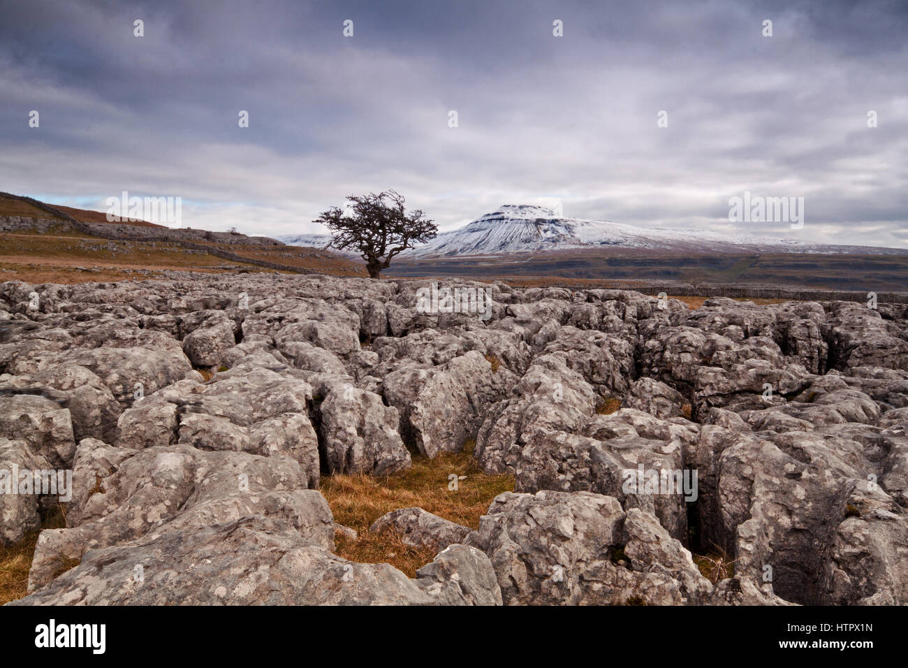 The distant lone tree Stock Photo - Alamy
