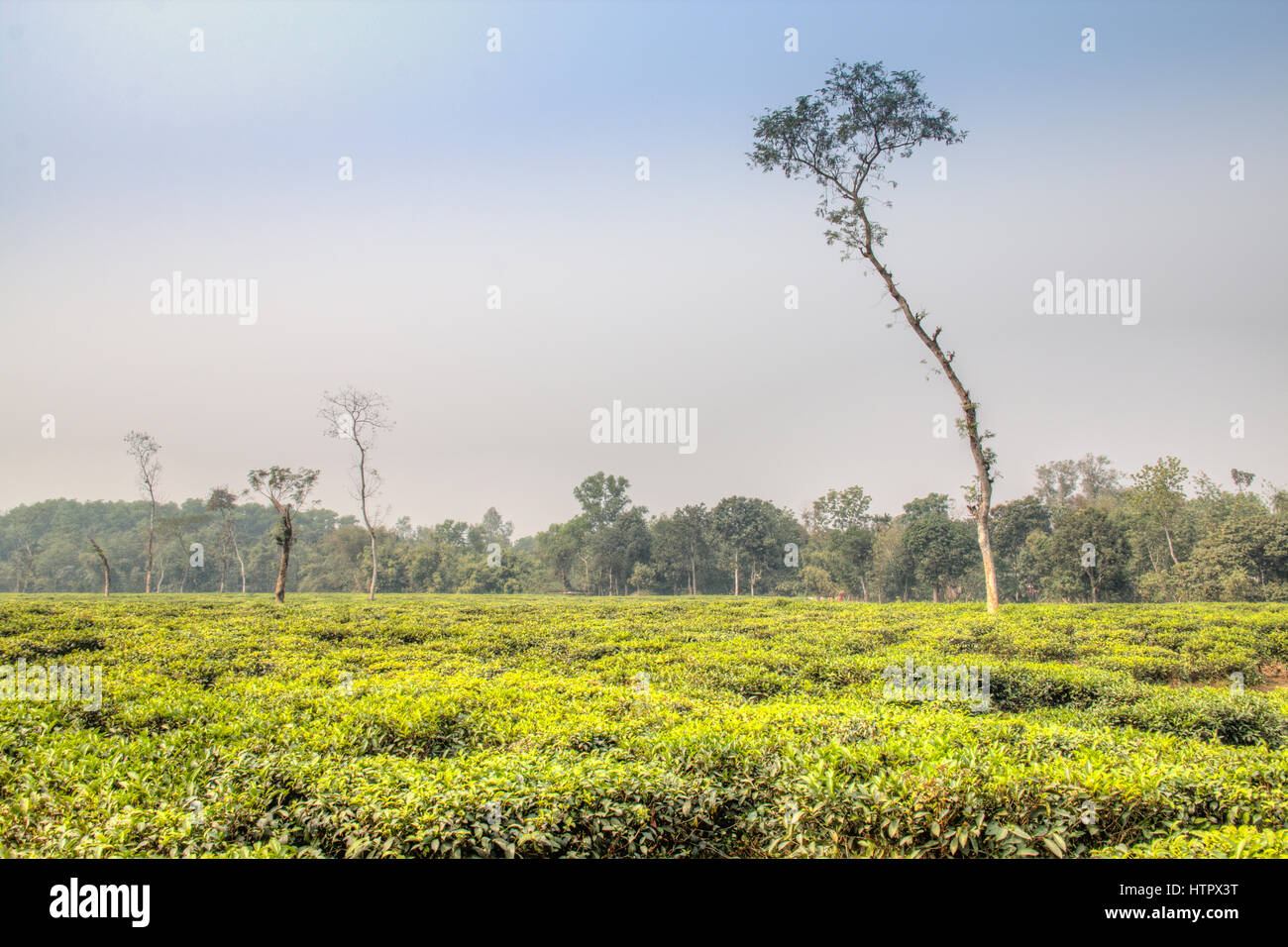 Tea fields in Srimangal in the Sylhet division of Bangladesh Stock ...