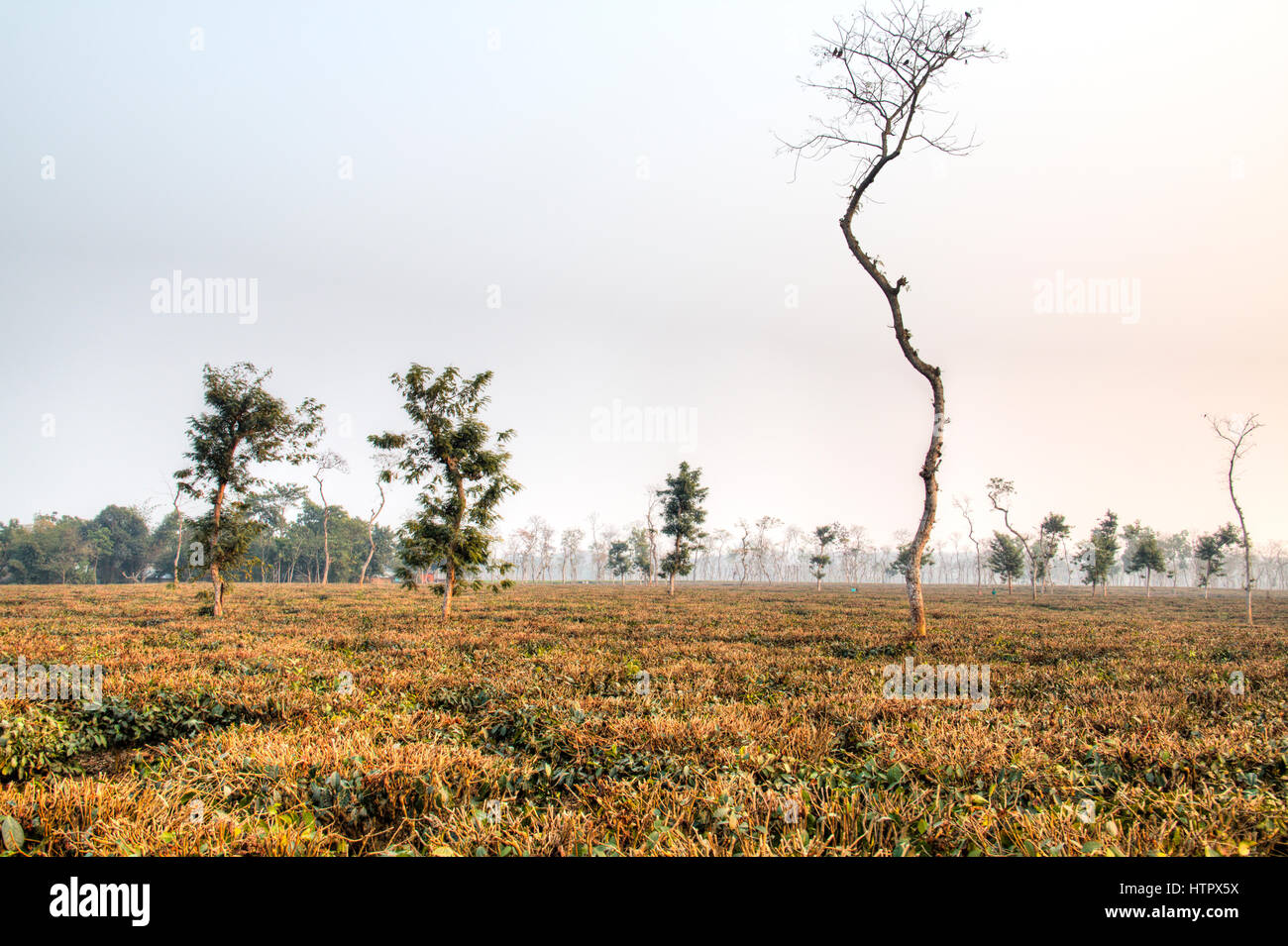 Scenery plants in srimangal bangladesh hi-res stock photography and ...