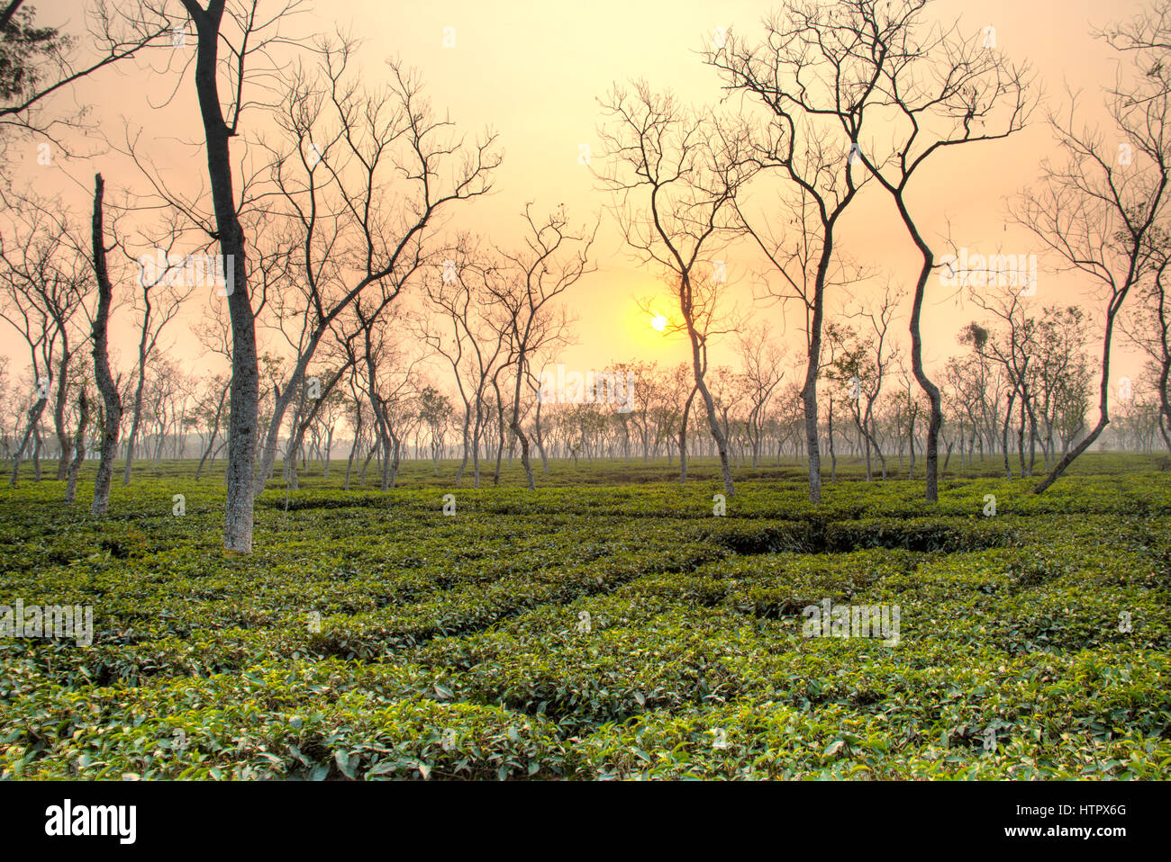 Tea fields in Srimangal in the Sylhet division of Bangladesh Stock ...