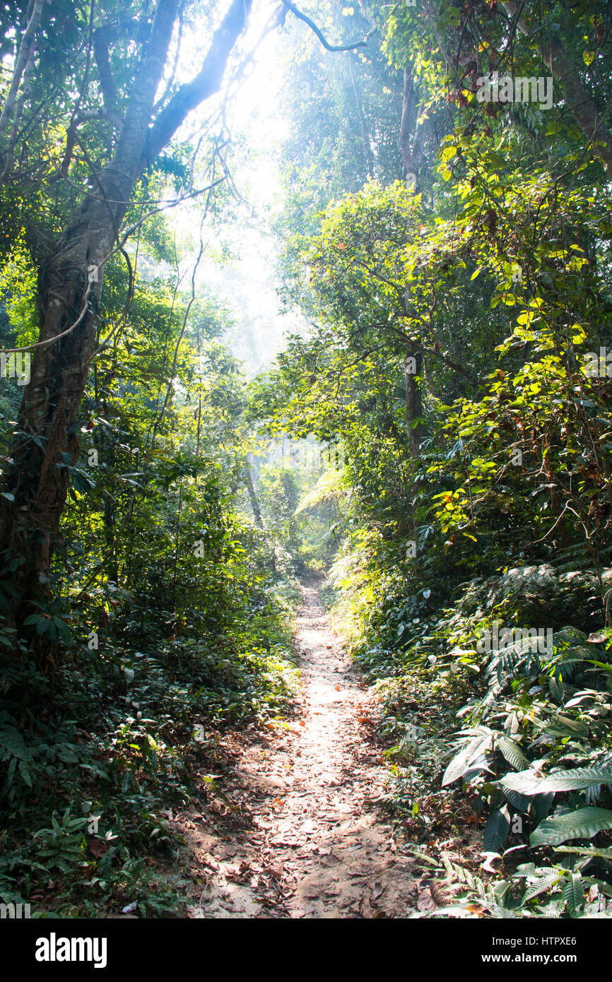 The famous Lawacharra national park in Srimangal in the Sylhet division ...