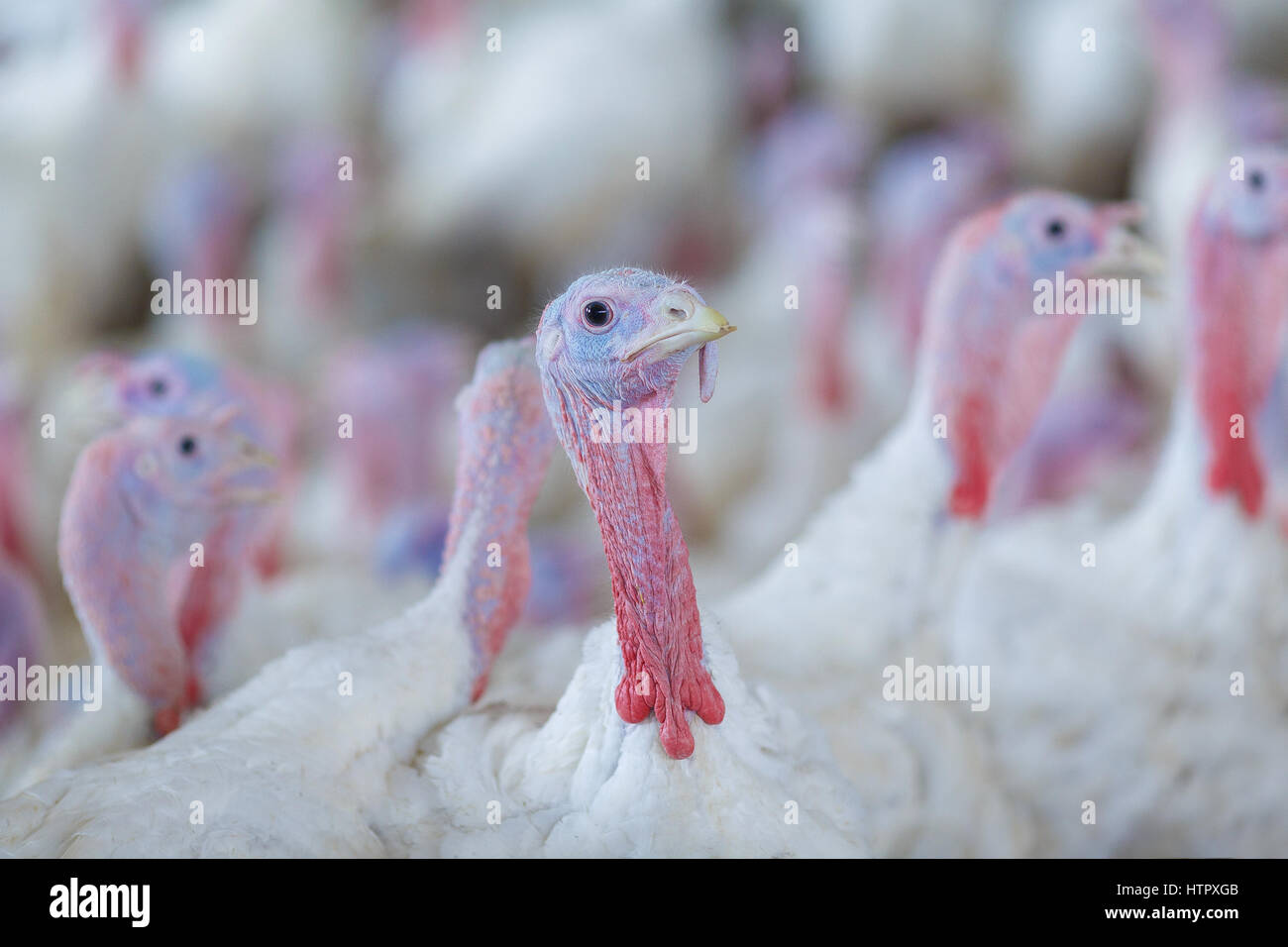 Turkey on a farm , breeding turkeys. Turkey isolated on the white ...