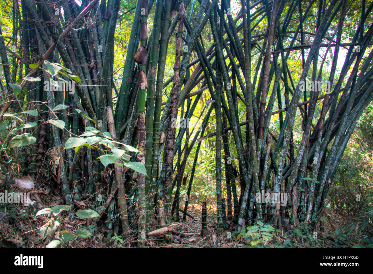 The famous Lawacharra national park in Srimangal in the Sylhet division ...