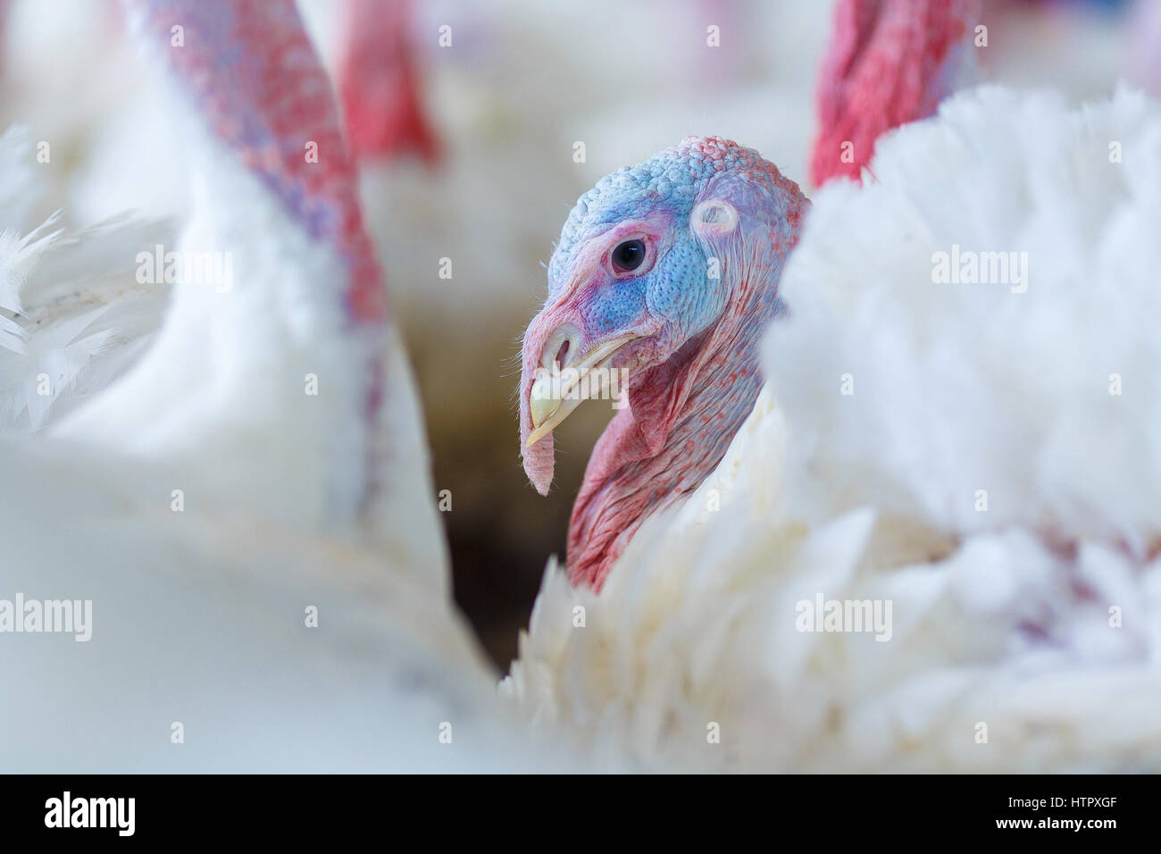 Turkey on a farm , breeding turkeys. Turkey isolated on the white ...