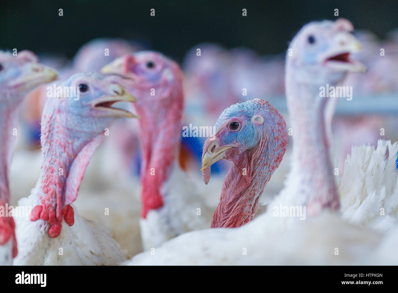 Turkey on a farm , breeding turkeys. Turkey isolated on the white ...