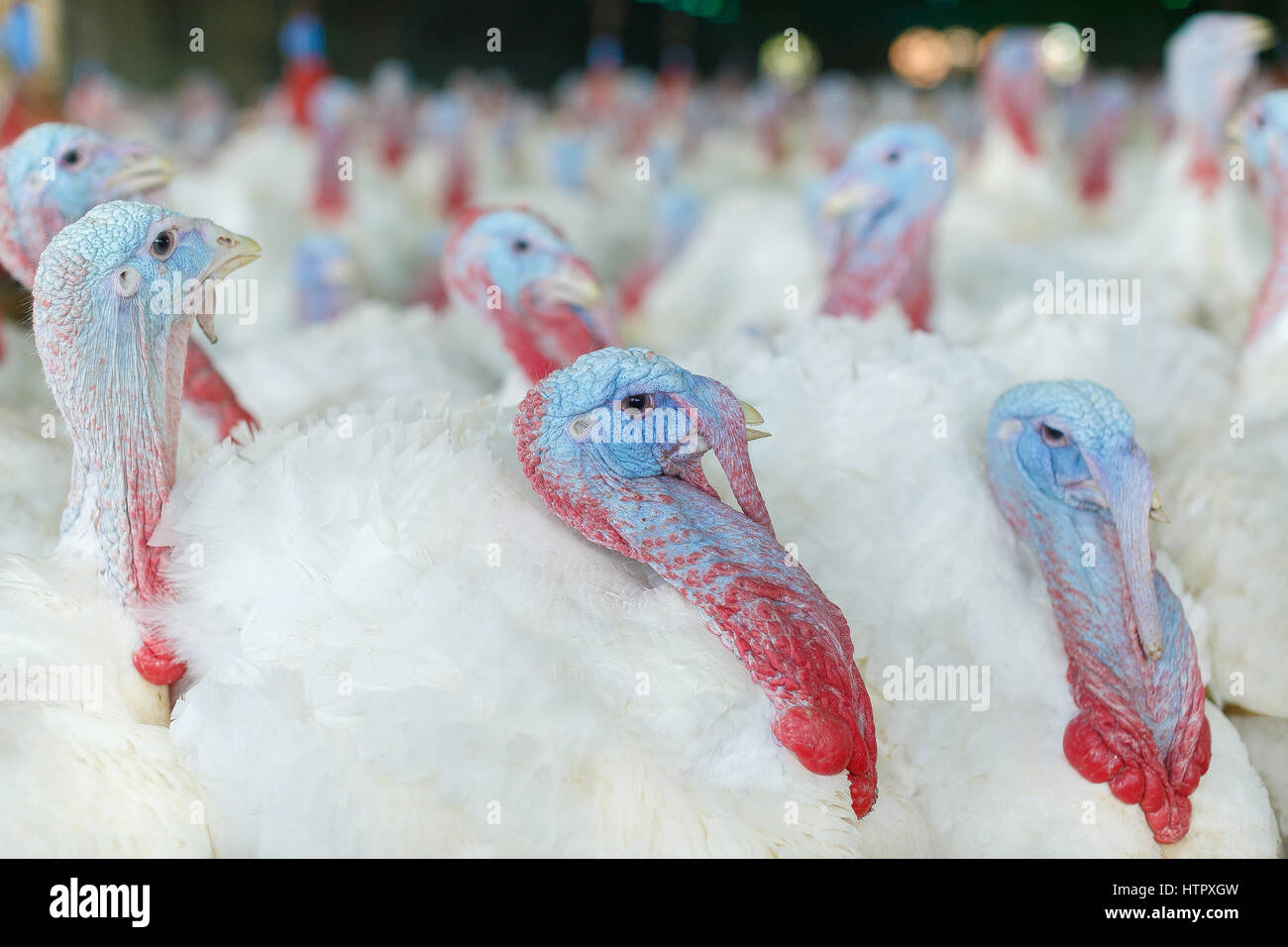Turkey isolated on the white background. Turkey. White turkey portrait ...
