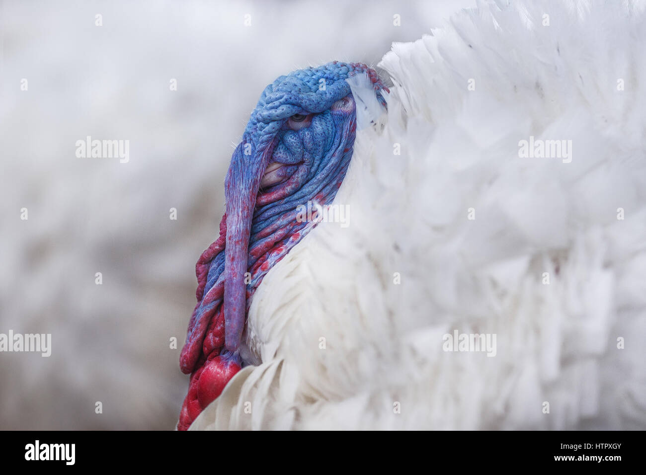 Turkey isolated on the white background. Turkey. White turkey portrait ...