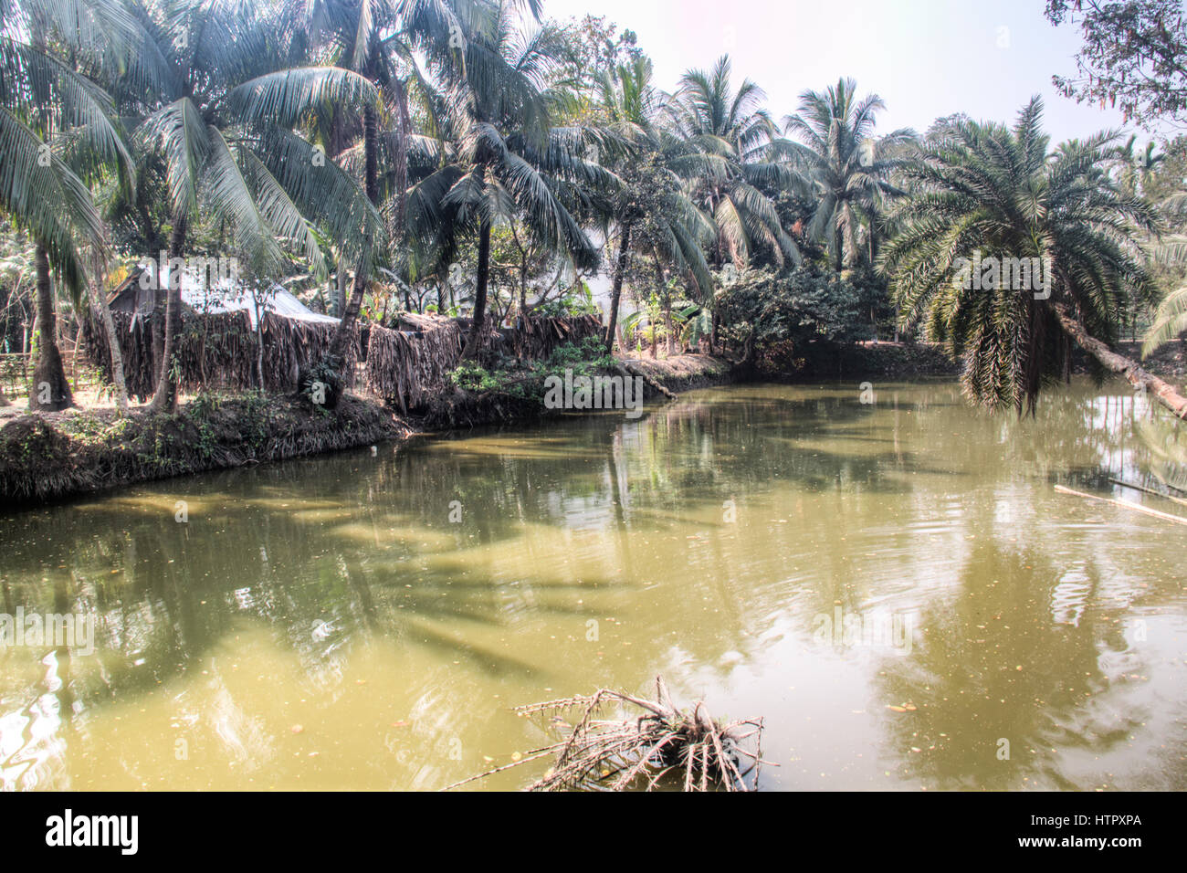 A small pond in Bagerhat, Bangladesh Stock Photo - Alamy