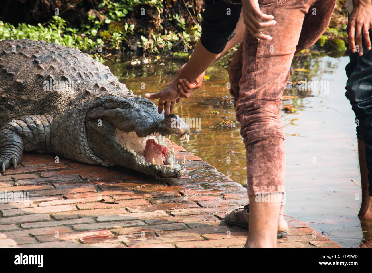 Man Eating Super Croc