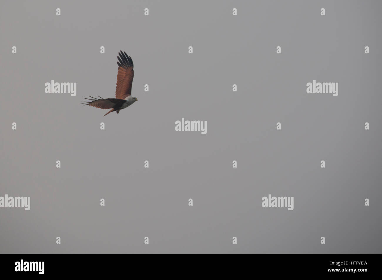 A Brahminy Kite eagle in Sundarbans national park in Bangladesh Stock ...