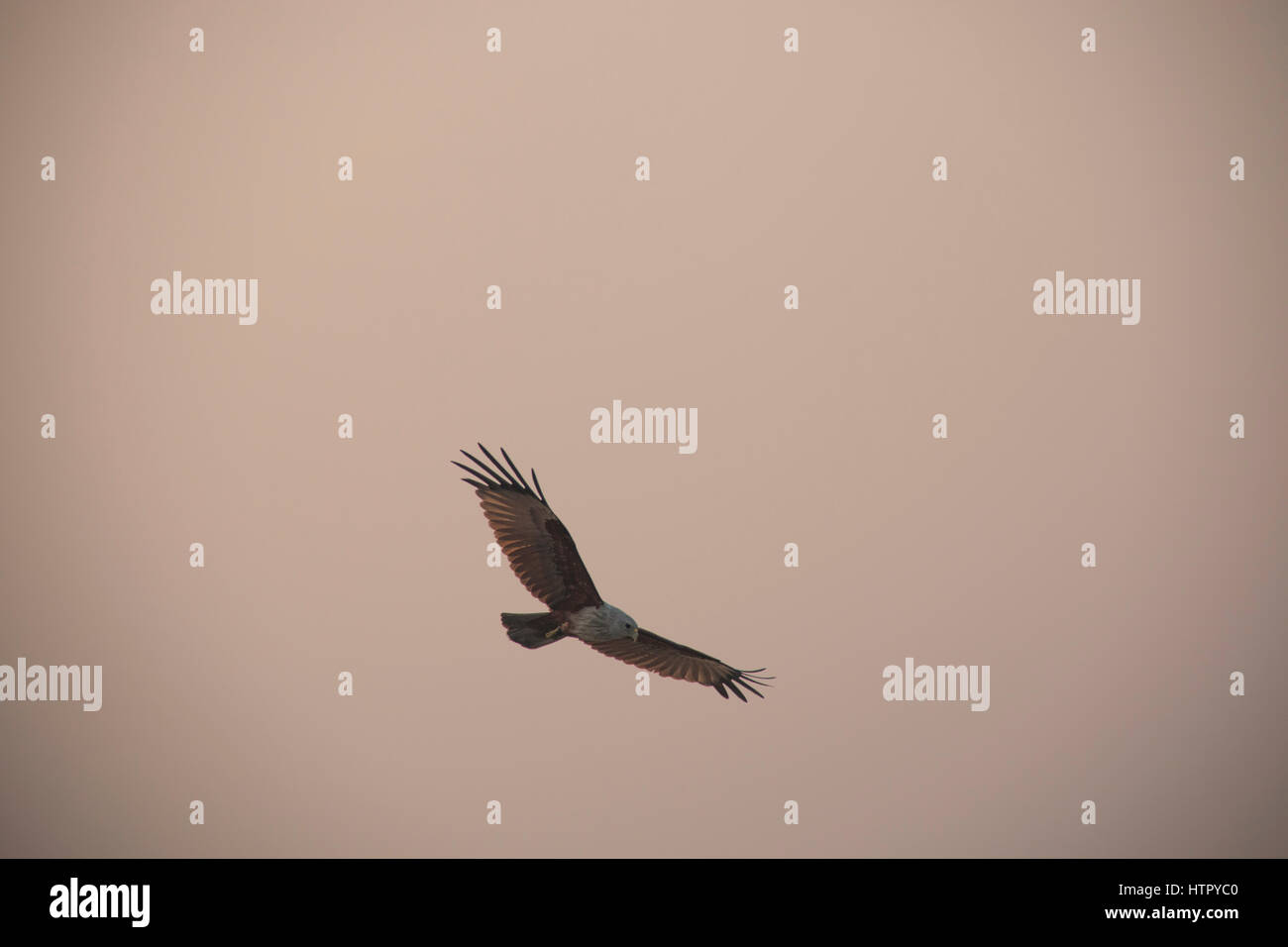 A Brahminy Kite eagle in Sundarbans national park in Bangladesh Stock ...