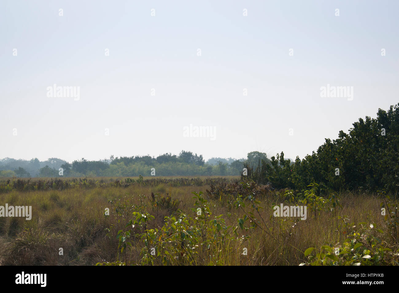Grass field in the Sundarbans national park, famous for its Royal ...