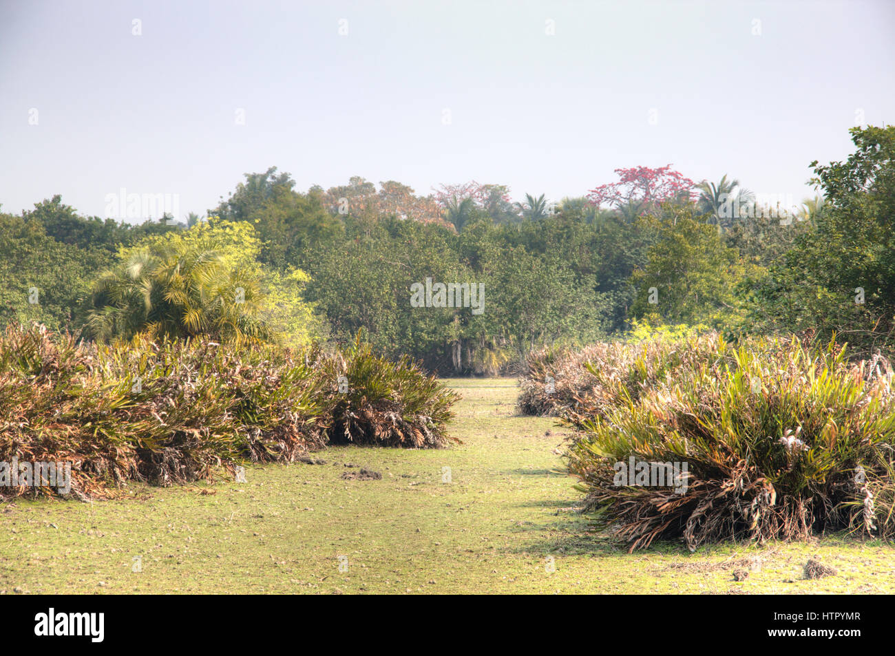 Grass field in the Sundarbans national park, famous for its Royal ...