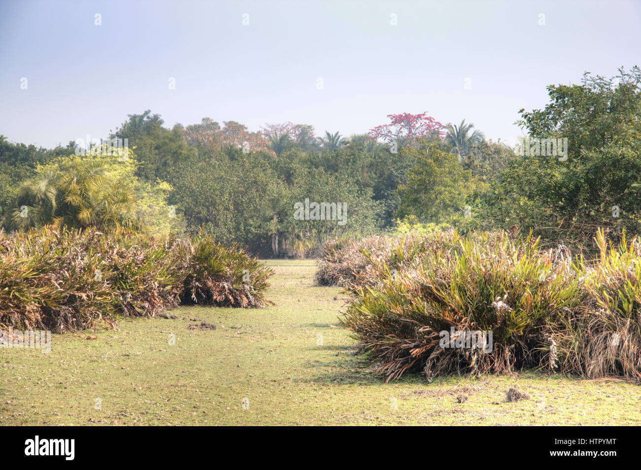 Grass field in the Sundarbans national park, famous for its Royal ...