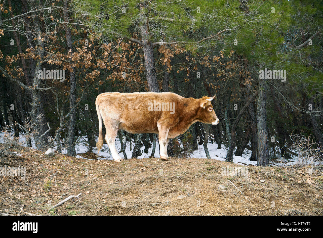 lonely cow on woods in Evros Greece Stock Photo - Alamy