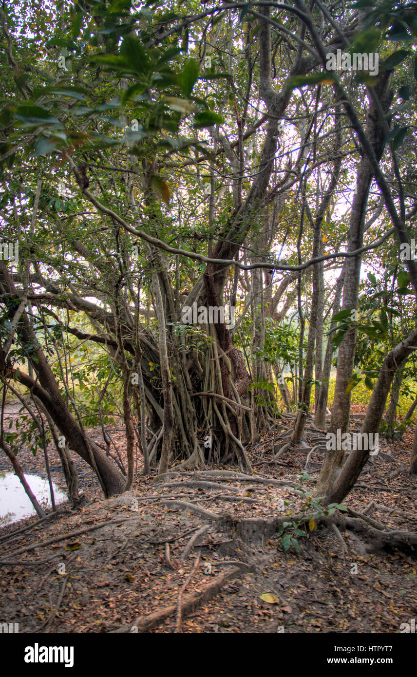 Tree in the Sundarbans national park, famous for its Royal Bengal Tiger ...
